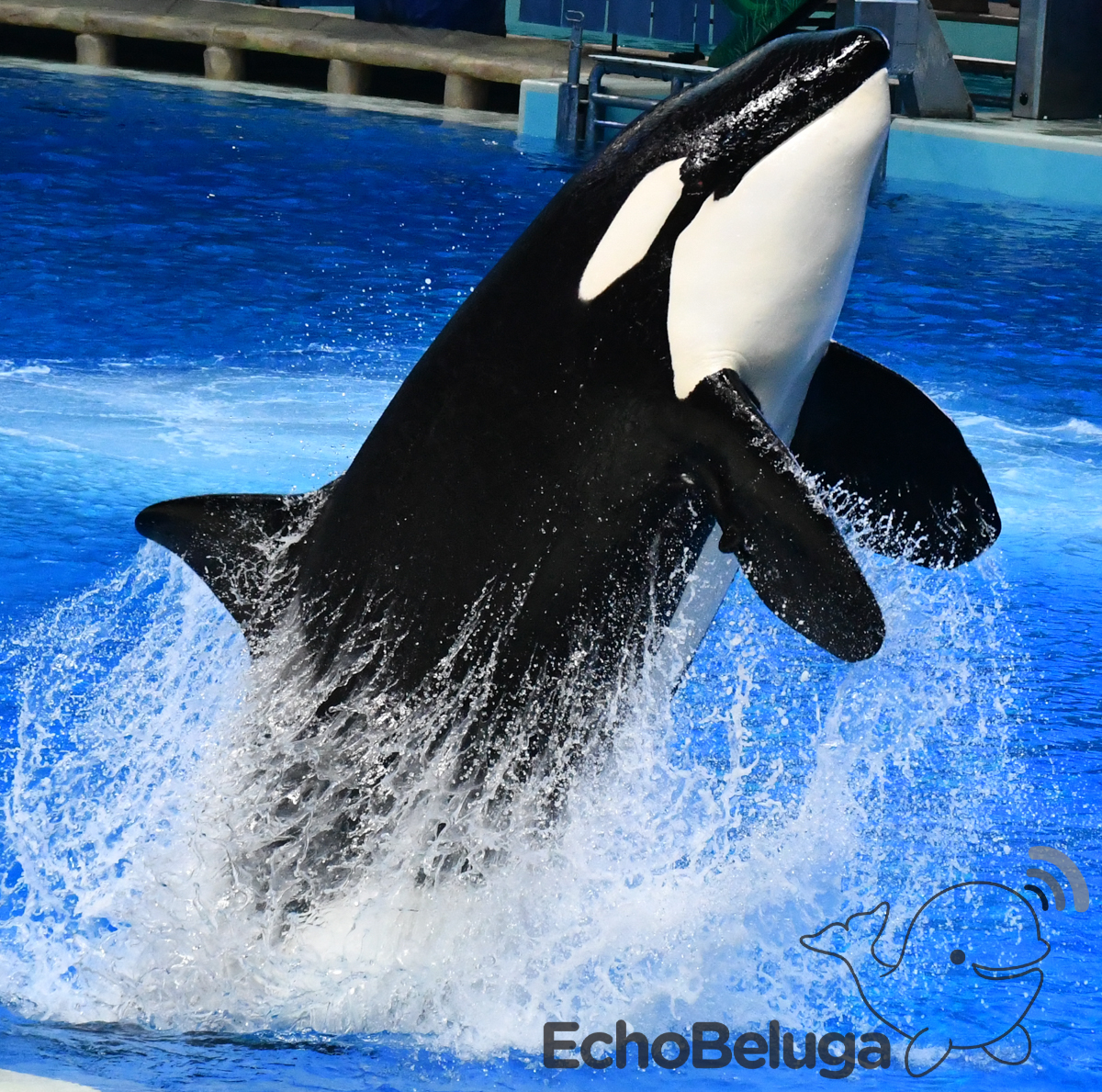 Bandhu’s Gallery – Inherently Wild