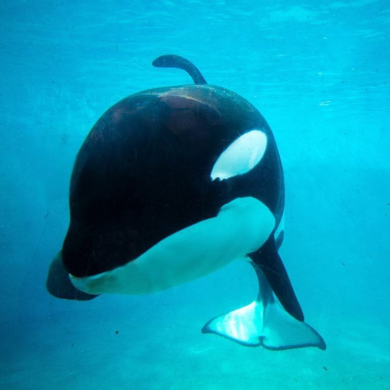 Shouka’s Gallery – Inherently Wild