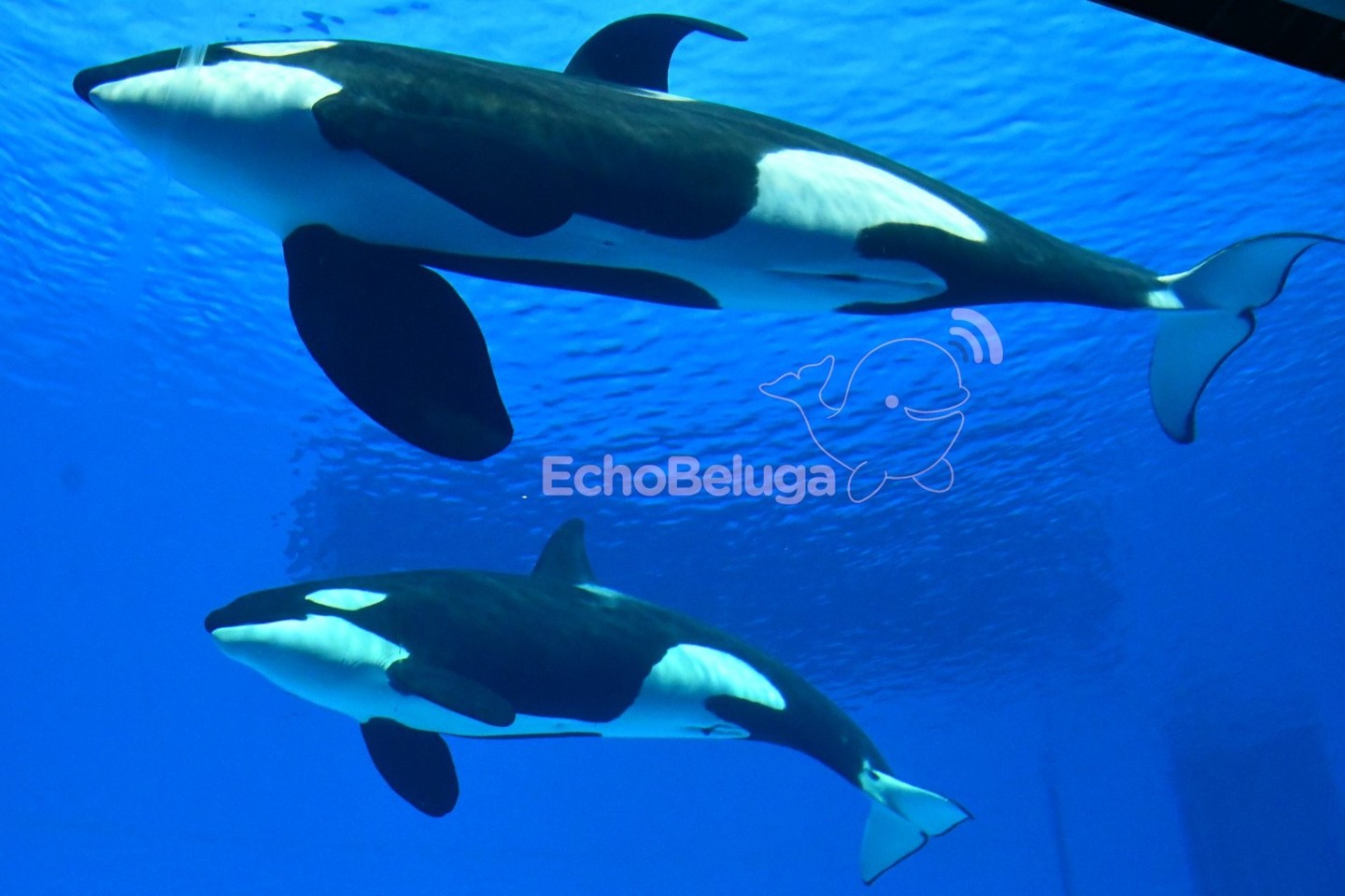 Tyson’s Gallery – Inherently Wild