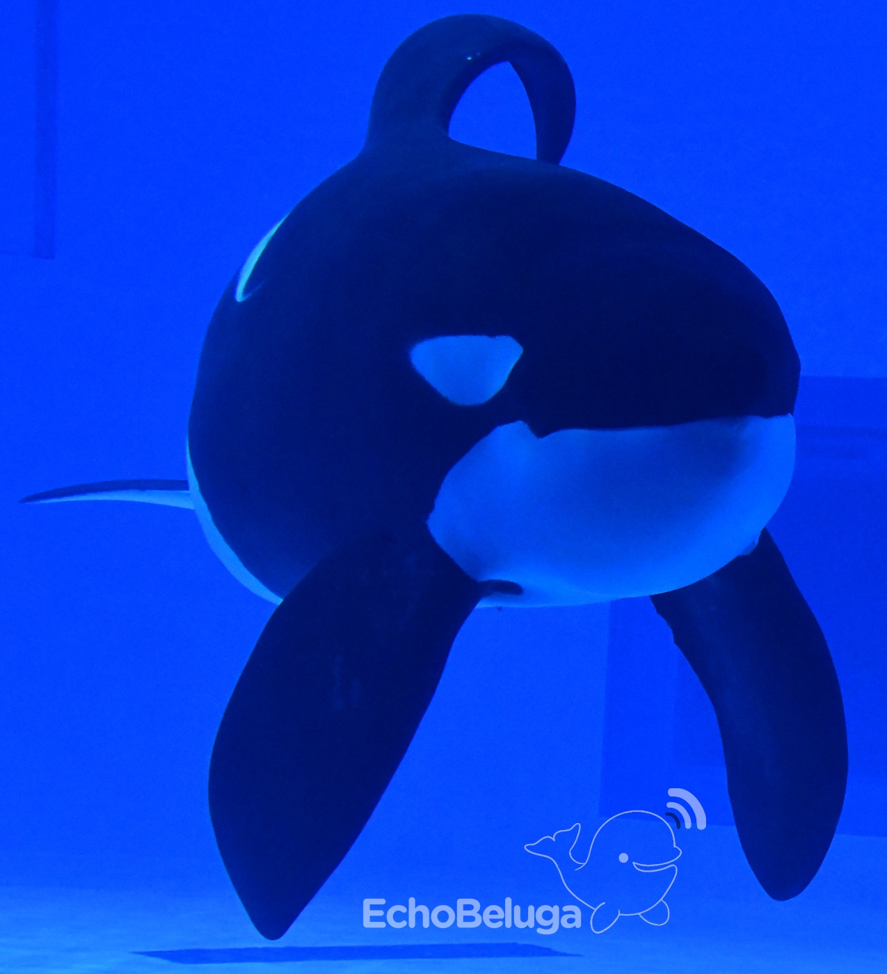 Tyson’s Gallery – Inherently Wild