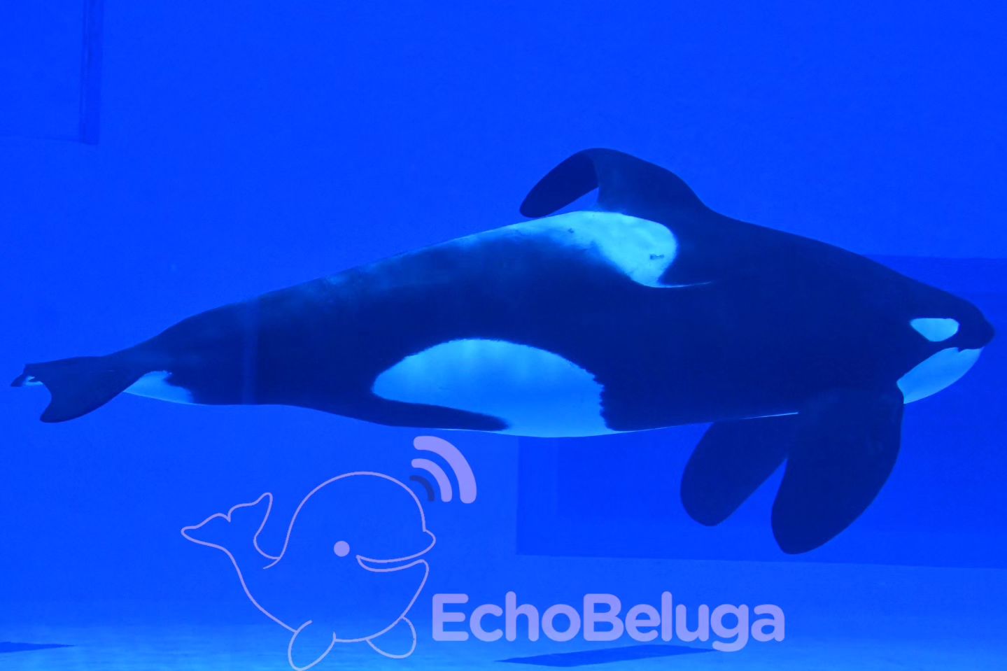 Tyson’s Gallery – Inherently Wild