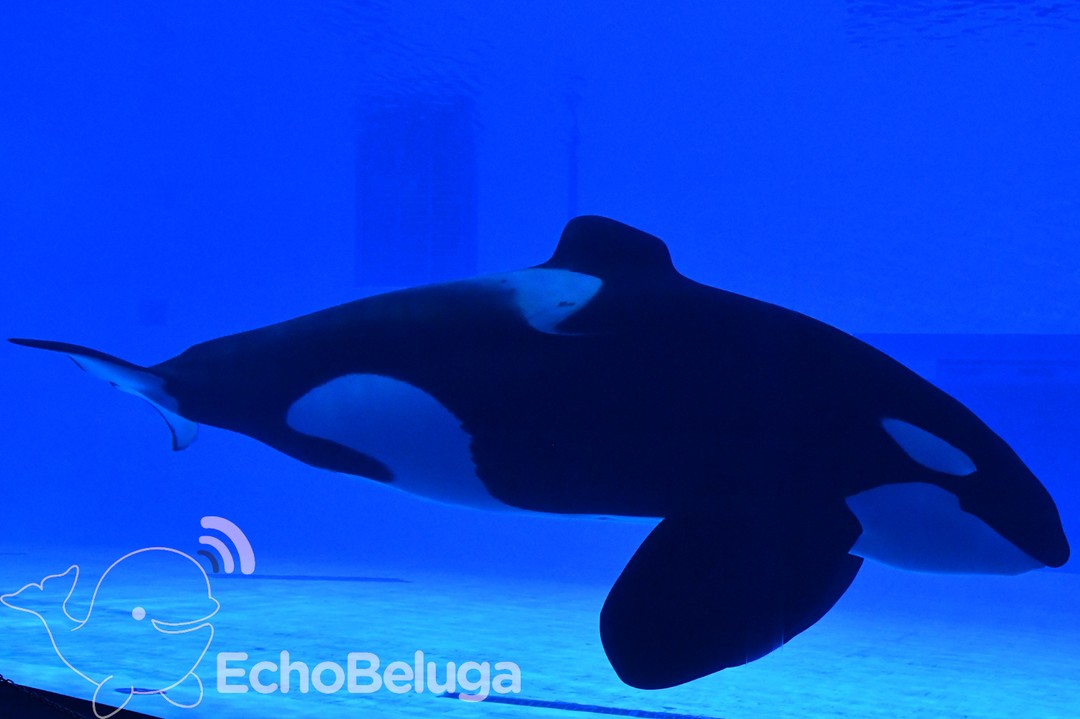 Tyson’s Gallery – Inherently Wild