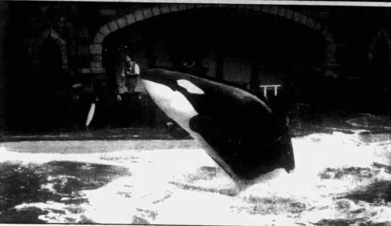 Kanduke’s Gallery – Inherently Wild