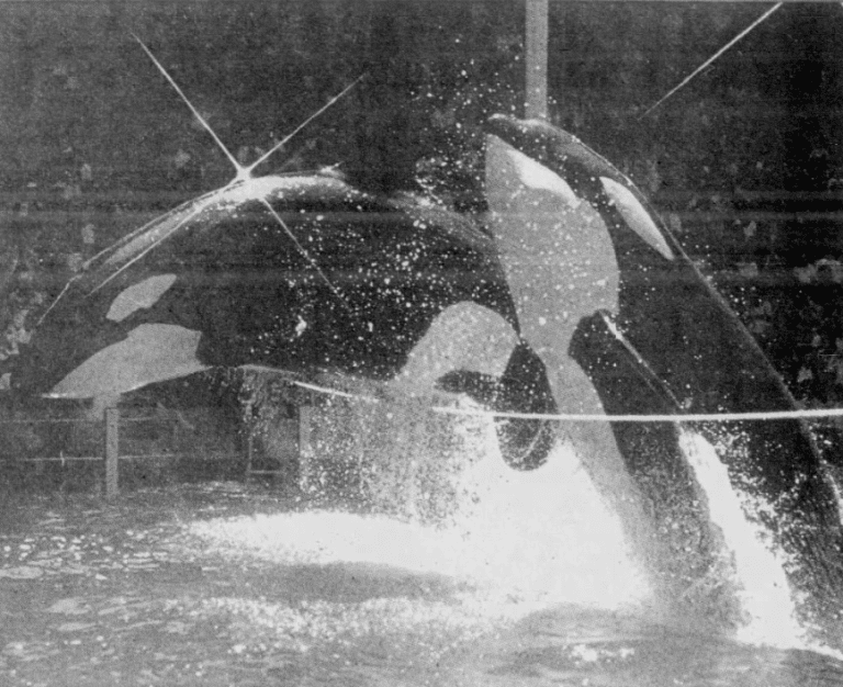 Kanduke’s Gallery – Inherently Wild