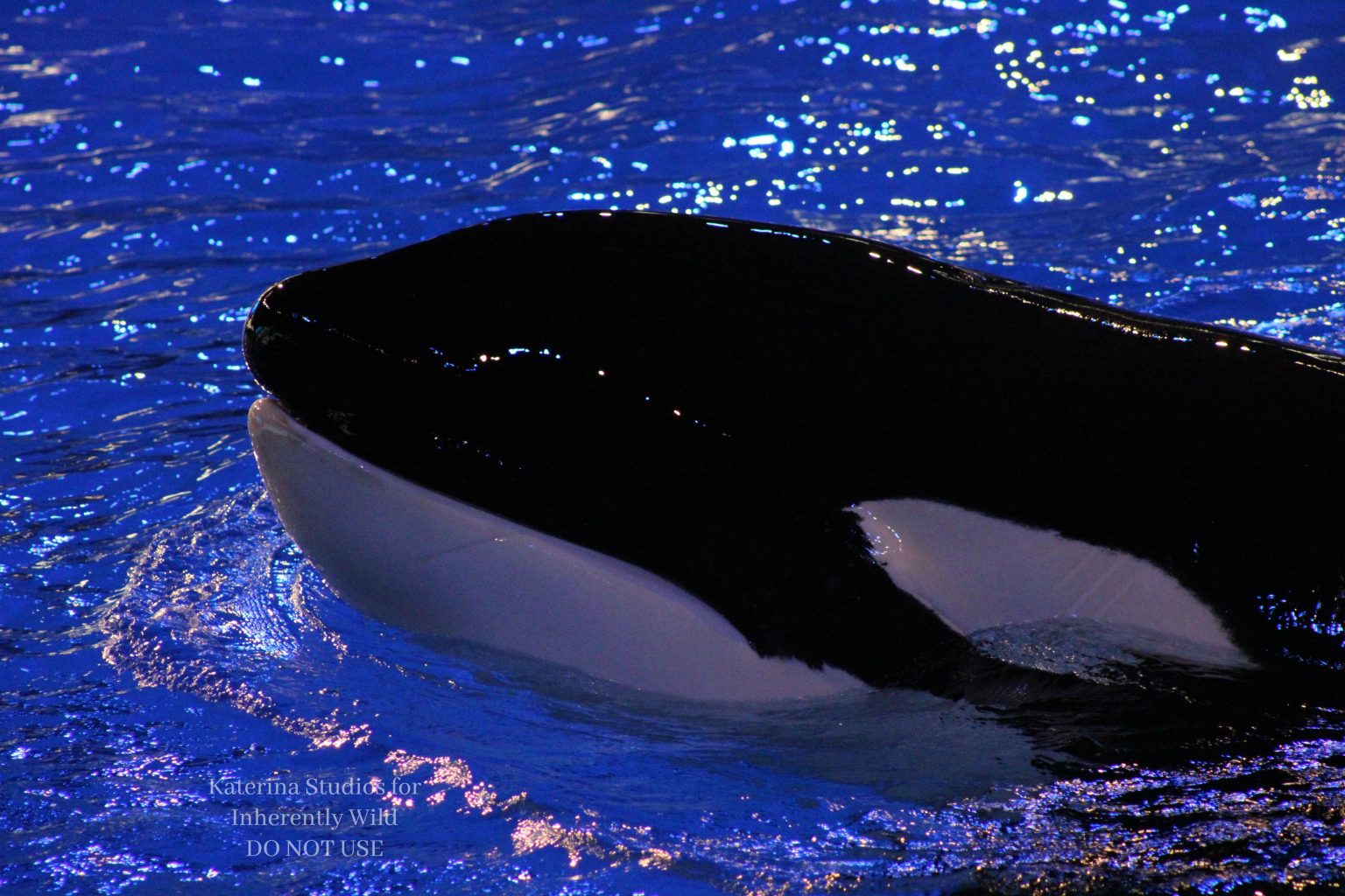 Tuar’s Gallery – Inherently Wild